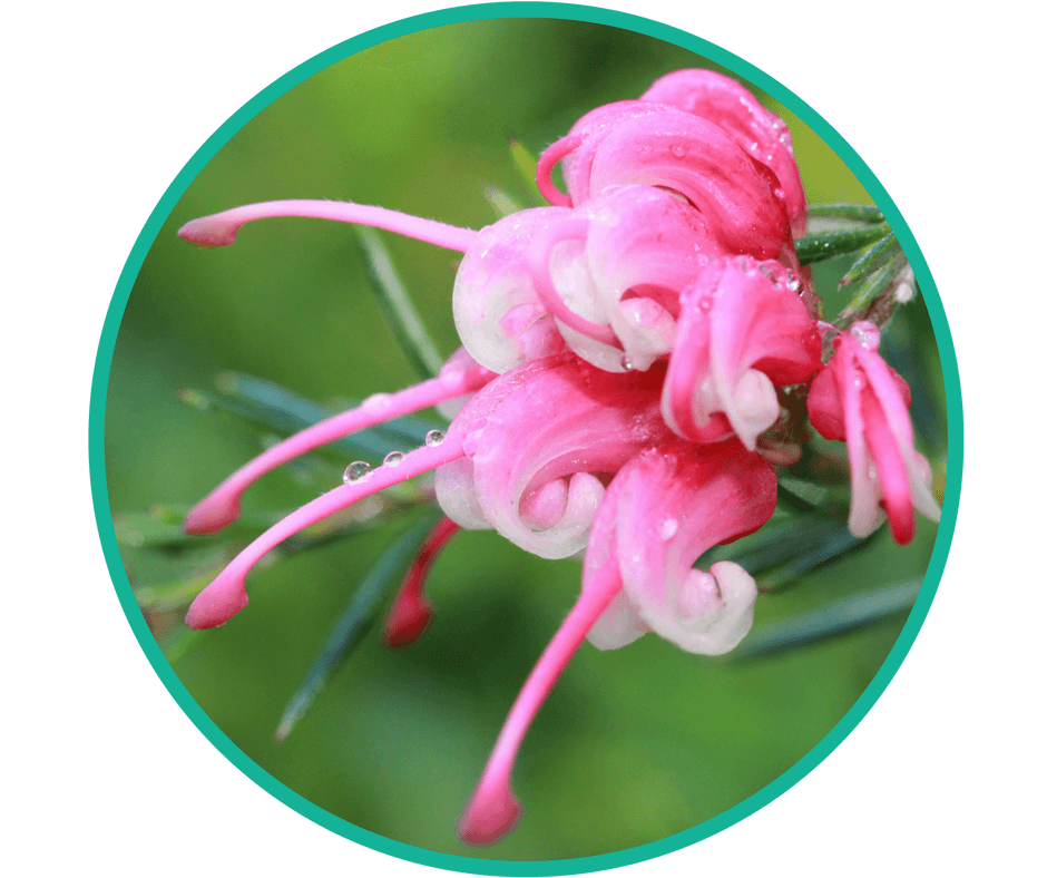 About Us – Placeholder | Adelaide Sustainability Centre