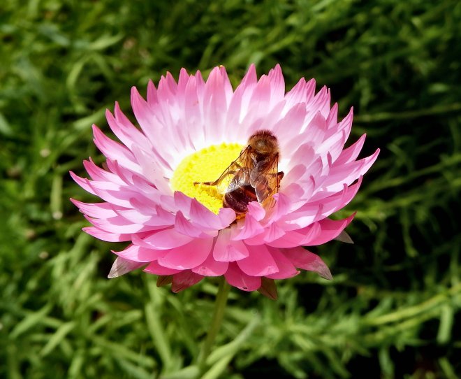 pink everlasting | Adelaide Sustainability Centre